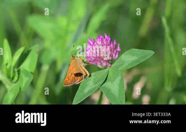 A close-up video of a butterfly on a clover flower Stock Video Footage ...