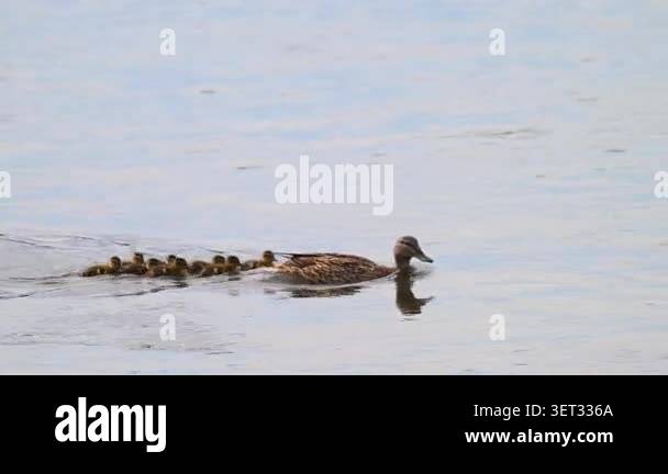 Video of a duck with her little ducklings on a river Stock Video ...