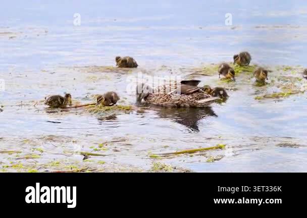 Video of a duck with her little ducklings on a river Stock Video ...