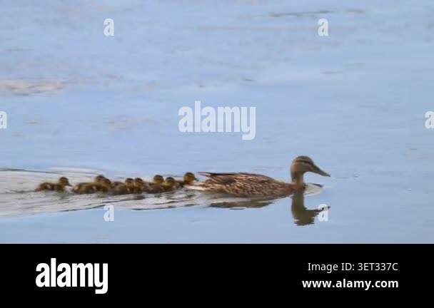 Video of a duck with her little ducklings on a river Stock Video ...