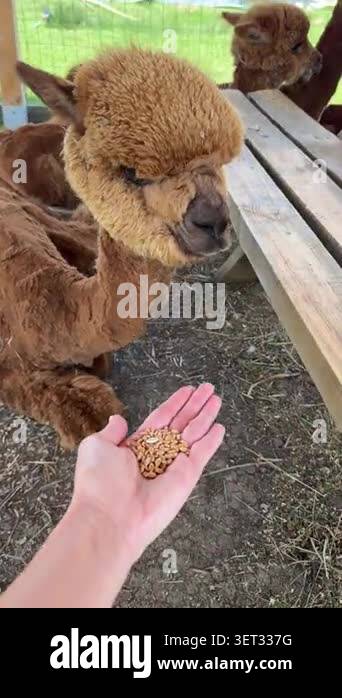Alpacas and farm animals walking freely in a petting zoo where visitors ...
