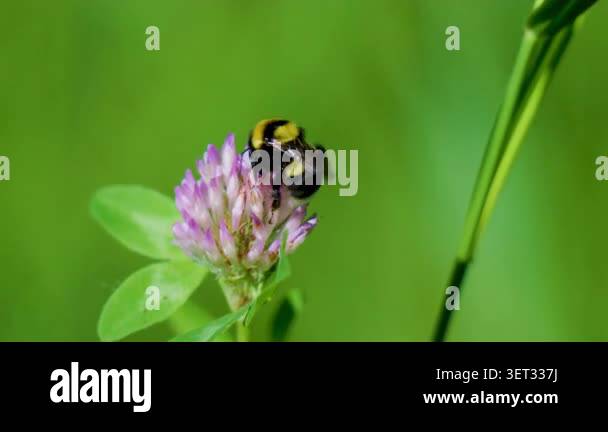 Closeup of garden bumblebee (Bombus hortorum) that feeds on nectar of ...