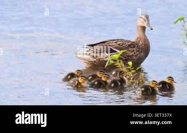 Video of a duck with her little ducklings on a river Stock Video ...