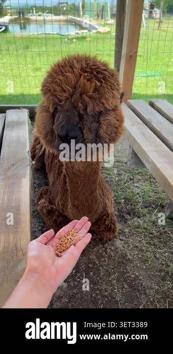 Alpacas and farm animals walking freely in a petting zoo where visitors ...