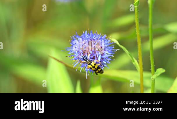 Macro - Spotted longhorn beetle on a flower Stock Video Footage - Alamy