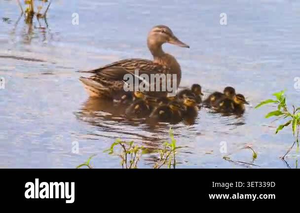 Video of a duck with her little ducklings on a river Stock Video ...
