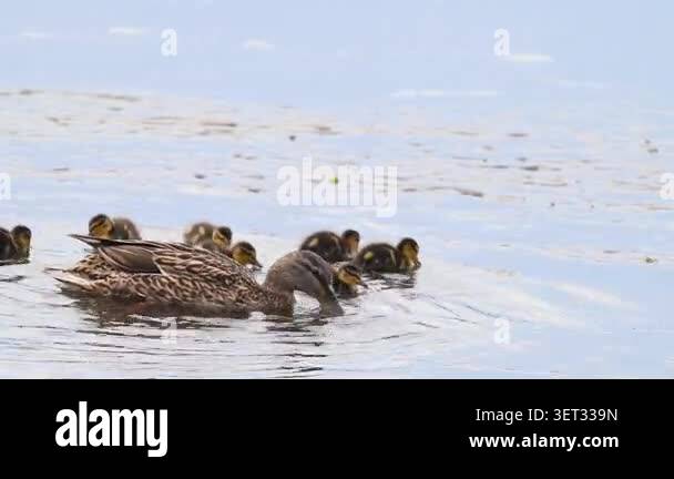 Video of a duck with her little ducklings on a river Stock Video ...