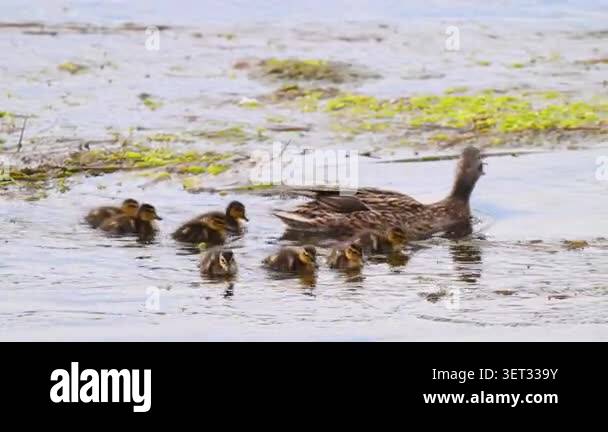 Video of a duck with her little ducklings on a river Stock Video ...