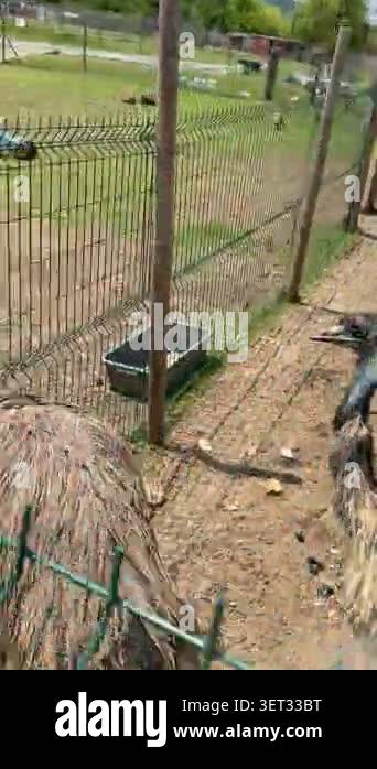 Ostriches walking freely inside a spacious enclosure at an interactive ...