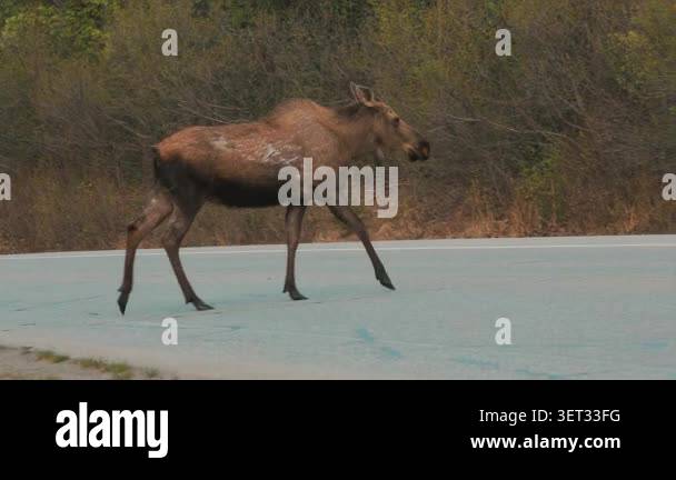 A large moose slowly crosses a rural highway in Alaska on a spring day ...