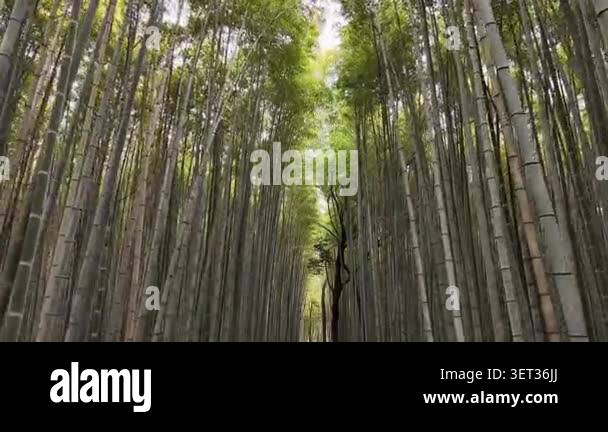 An aerial view through the tall green bamboo of the famous Arashiyama ...