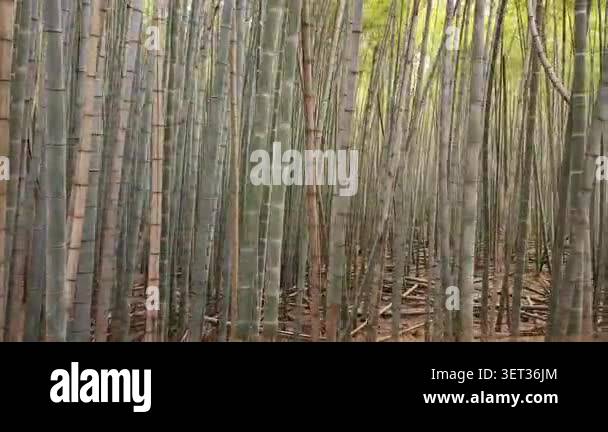 An aerial view through the tall green bamboo of the famous Arashiyama ...