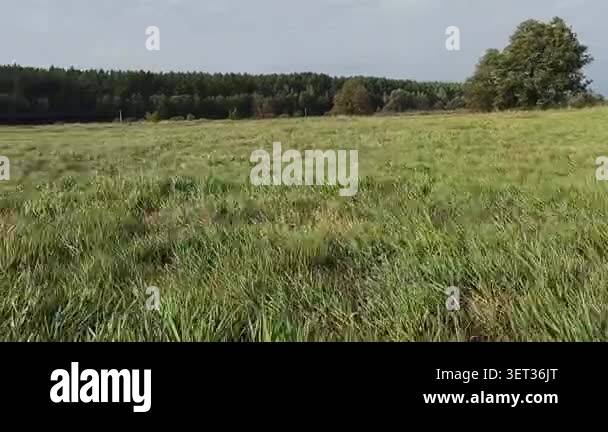 Field of grass swaying in the wind. Vast green grass field with forest ...