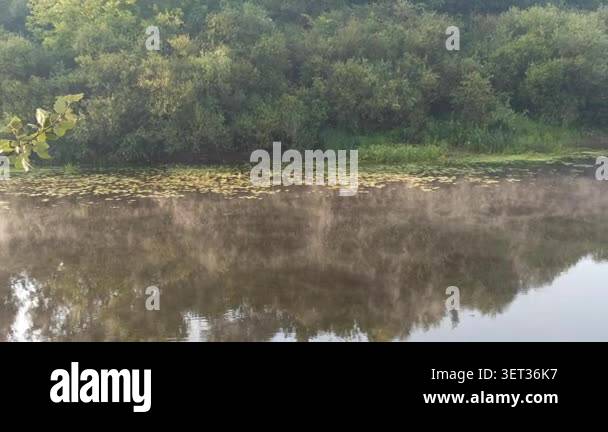 Misty morning river with water lilies and dense green forest reflection ...
