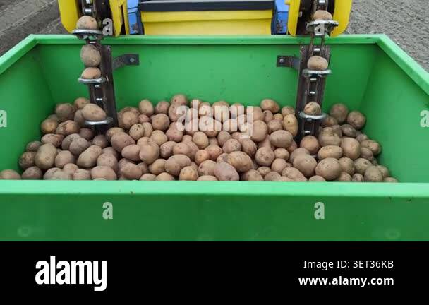 Automatic potato planter machine working in the field close up ...