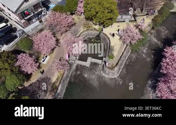 An aerial view of cherry blossom trees in full bloom lining a canal in ...