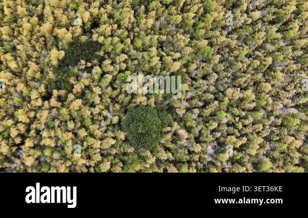 An aerial panorama of the ancient city of Kyoto and its forested temple ...