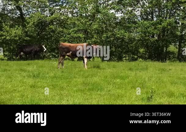 powerful bull and cow grazing in green pasture near trees on sunny ...