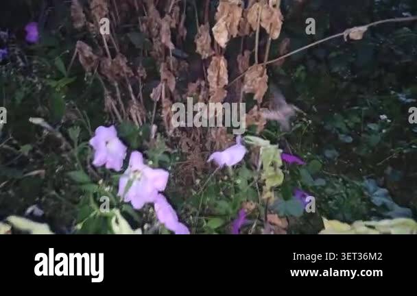 Hummingbird hawk-moth flying over blooming purple flowers in garden at ...