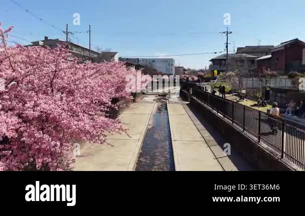 An aerial view of cherry blossom trees in full bloom lining a canal in ...