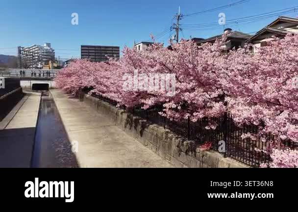 An aerial view of cherry blossom trees in full bloom lining a canal in ...