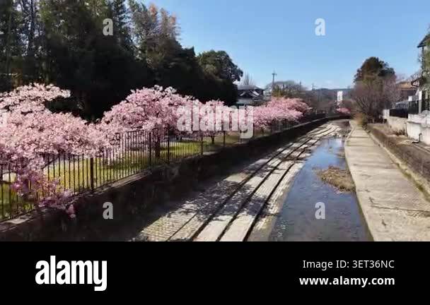 An aerial view of cherry blossom trees in full bloom lining a canal in ...