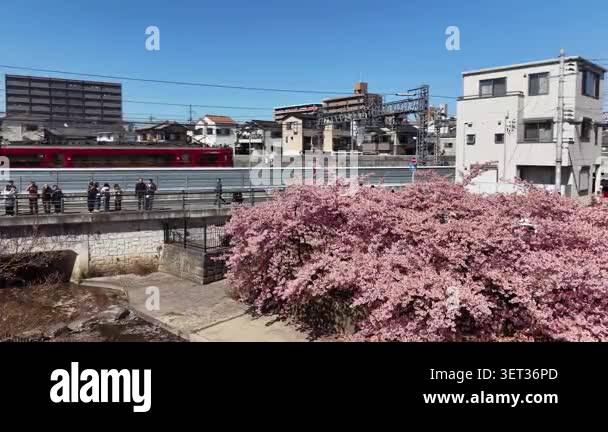 An aerial view of cherry blossom trees in full bloom lining a canal in ...