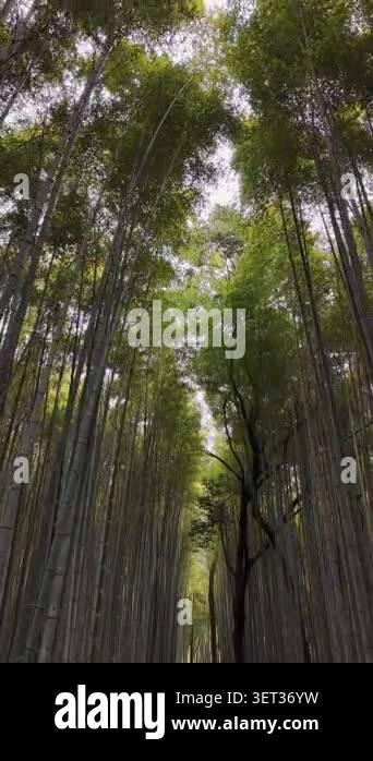 An aerial view through the tall green bamboo of the famous Arashiyama ...