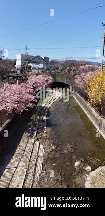 An aerial view of cherry blossom trees in full bloom lining a canal in ...