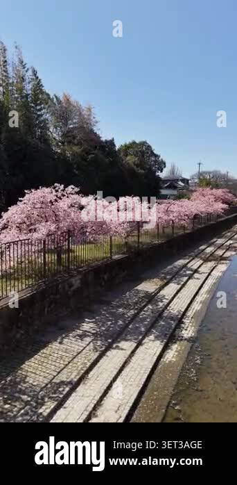 An aerial view of cherry blossom trees in full bloom lining a canal in ...