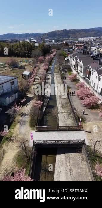 An aerial view of cherry blossom trees in full bloom lining a canal in ...