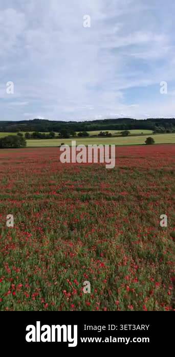 An aerial view of a vivid field of red poppies blooming in the Czech ...
