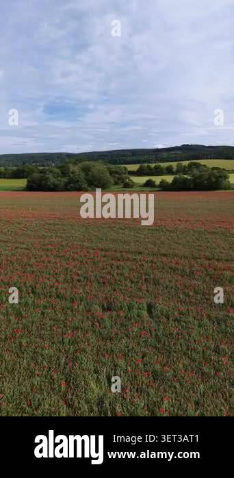An aerial view of a vivid field of red poppies blooming in the Czech ...
