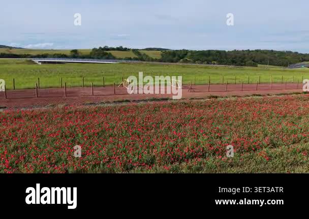 An aerial view of a rustic wooden gate standing in a vivid field of red ...