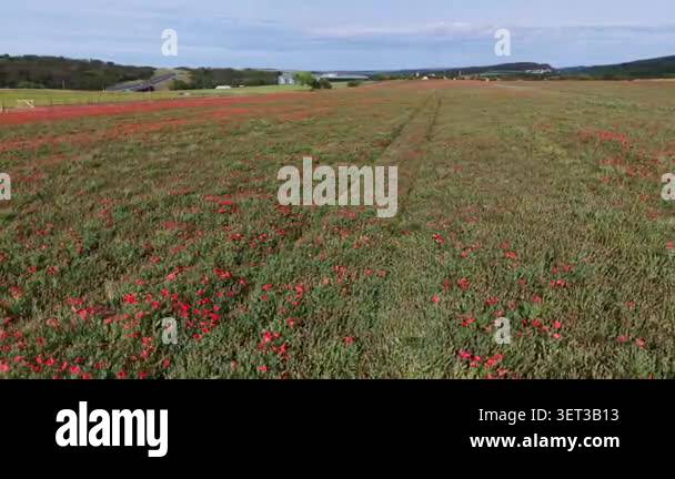 An aerial view of a vivid field of red poppies blooming in the Czech ...