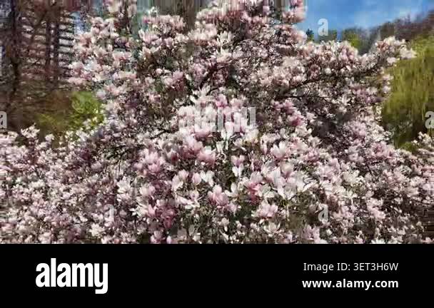 An aerial view of blooming pink magnolia trees in the spa town of ...
