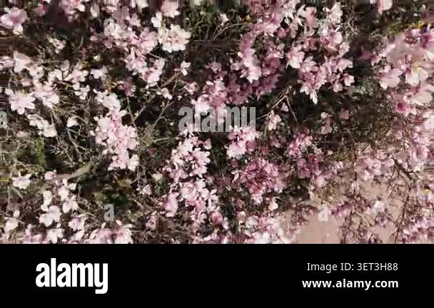 An aerial view of blooming pink magnolia trees in the spa town of ...