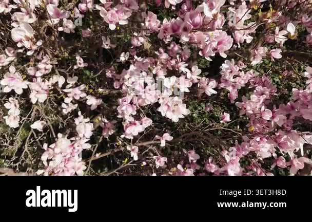 An aerial view of blooming pink magnolia trees in the spa town of ...