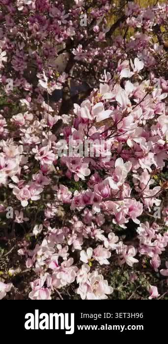 An aerial view of blooming pink magnolia trees in the spa town of ...
