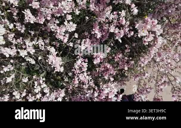 An aerial view of blooming pink magnolia trees in the spa town of ...