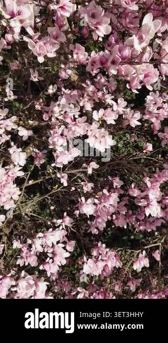 An aerial view of blooming pink magnolia trees in the spa town of ...