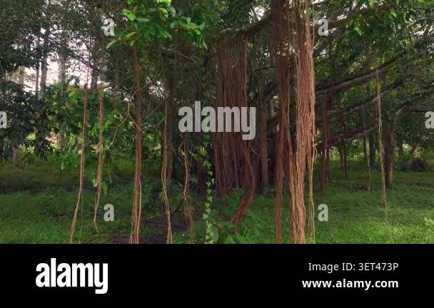 Long roots hang down from banyan tree, the majestic rainforest giant ...