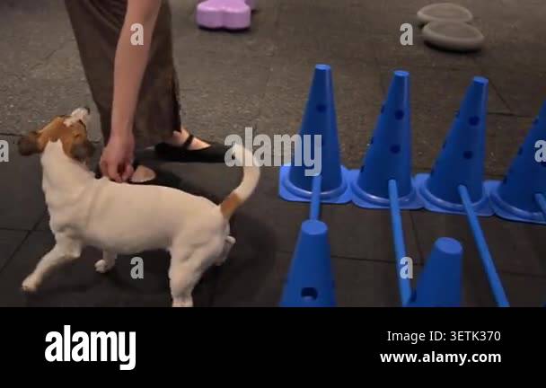 A Jack Russell Terrier jumps over obstacles during an agility lesson ...