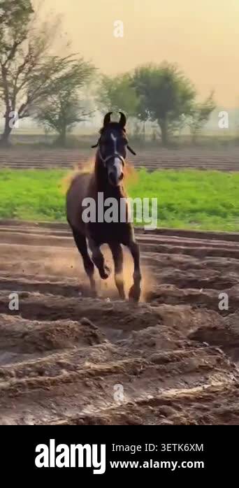 Powerful dark horse galloping energetically through a freshly plowed ...