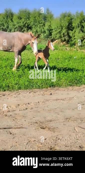 Marwari mare walking with her young foal in a lush green pasture Stock ...