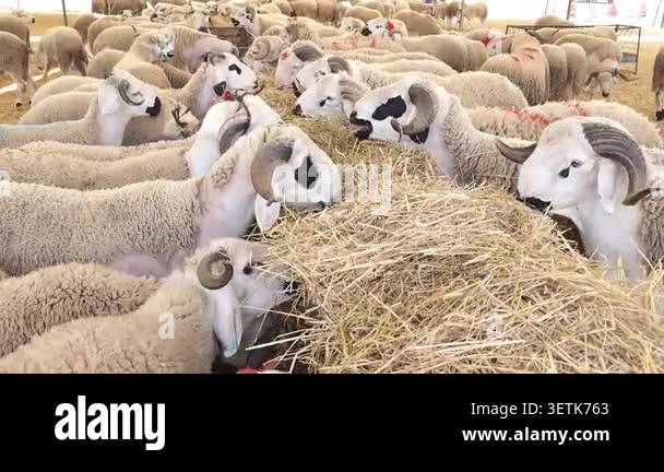 A large flock of traditional Moroccan Sardi sheep and rams with ...