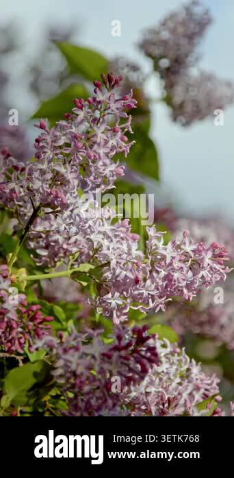 Vertical 4K video of fragrant common lilac (Syringa vulgaris) blossoms ...