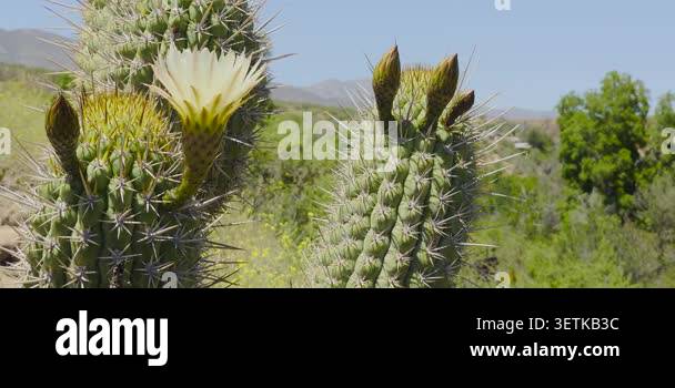 Blooming Quisco Cactus (Echinopsis chiloensis or Trichocereus ...