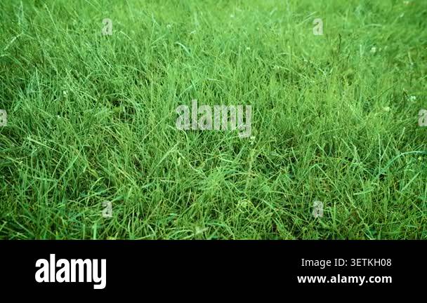 Lush green meadow grass covering natural field surface. Fresh summer ...