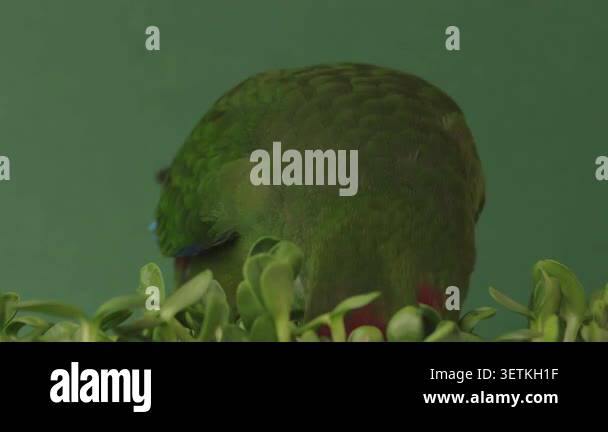 Close up high quality footage of green Kakariki parrot eating sprouted ...